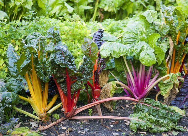 12 Légumes qui poussent vite - jardin-et-plantes.fr