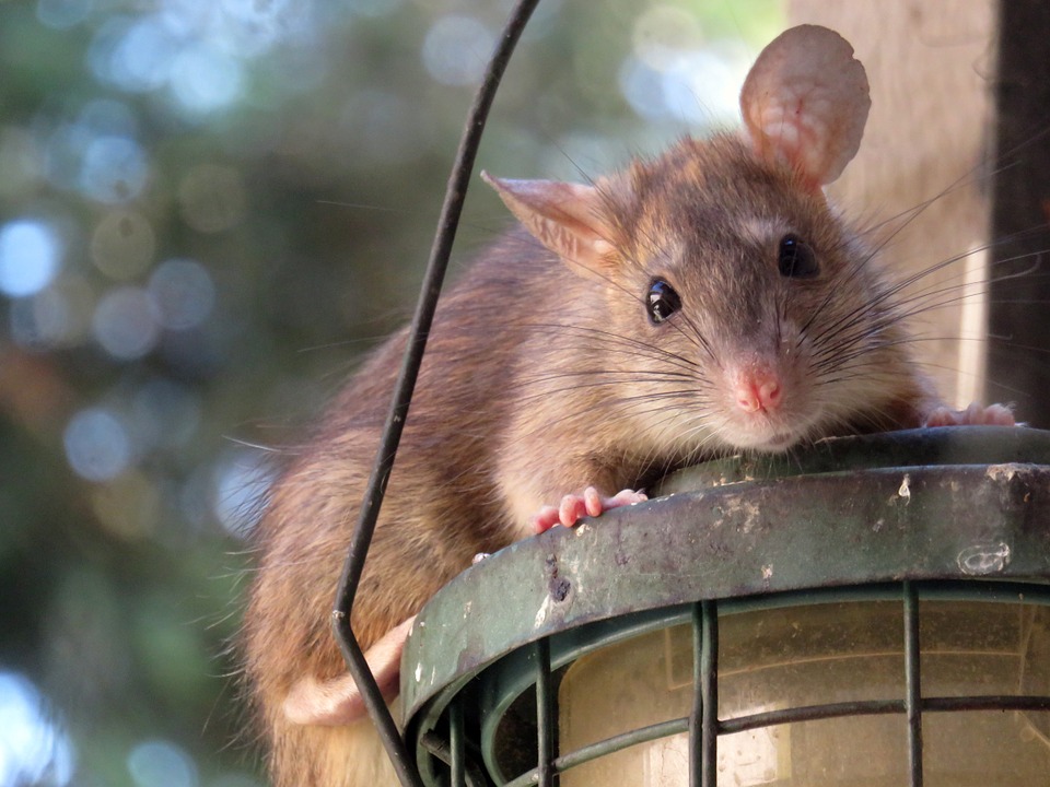Comment se débarrasser des rats - jardin-et-plantes.fr